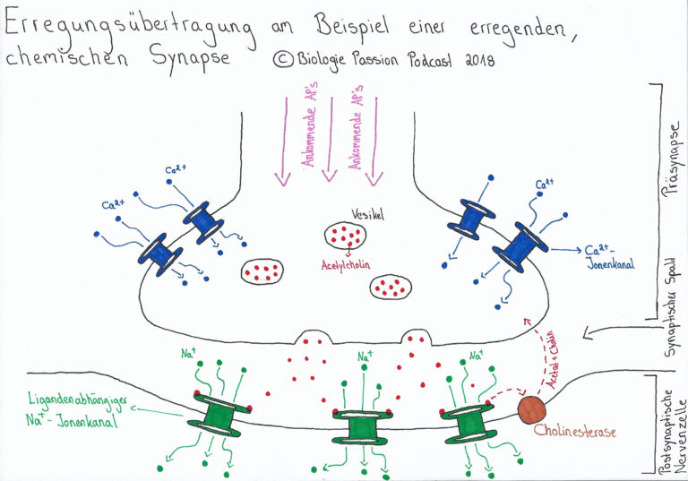 Folge 026 - Erregungsübertragung an Synapsen | Neurobiologie Teil 6