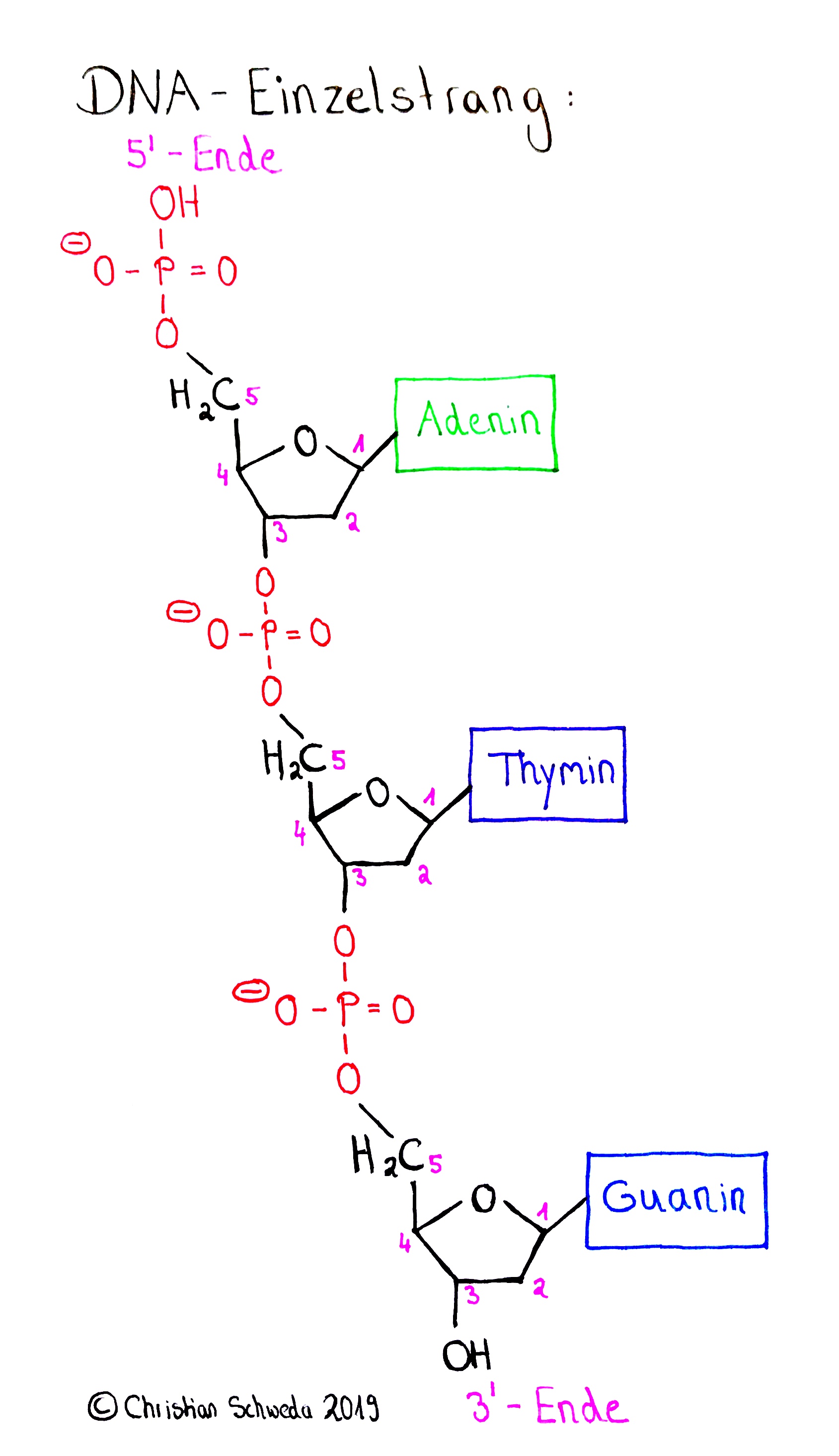 Folge 030 - Aufbau der DNA / DNS | Genetik Teil 2