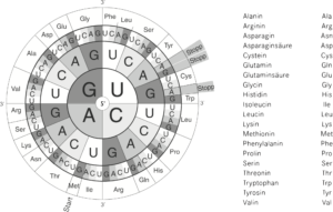 Folge 033 - Der Genetische Code (DNA) | Genetik Teil 5