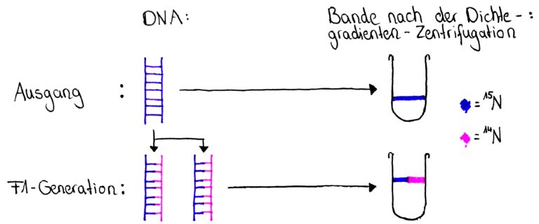 Folge 034 - Das Meselon-Stahl-Experiment | Genetik Teil 6